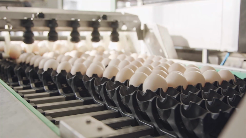 The Impact - Food Inspections 101 - TVW