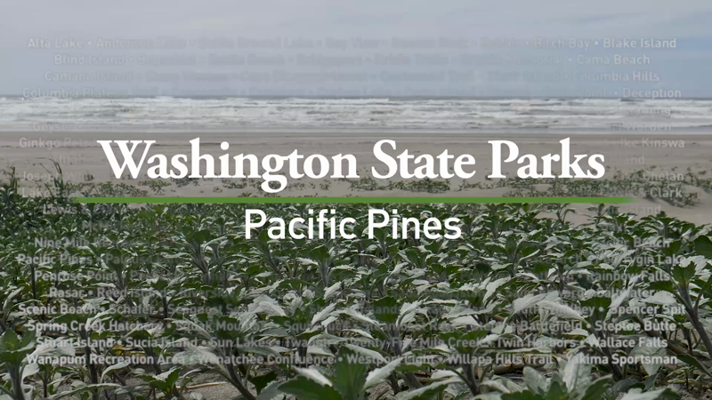 Pacific Pines State Park - TVW