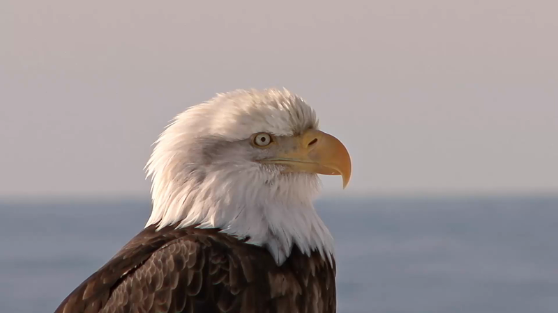 My Favorite Places: Martin Ranch, Upper Skagit River - TVW