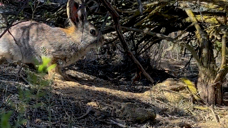 Field Report: Pygmy Rabbits, Giant Trouble - TVW