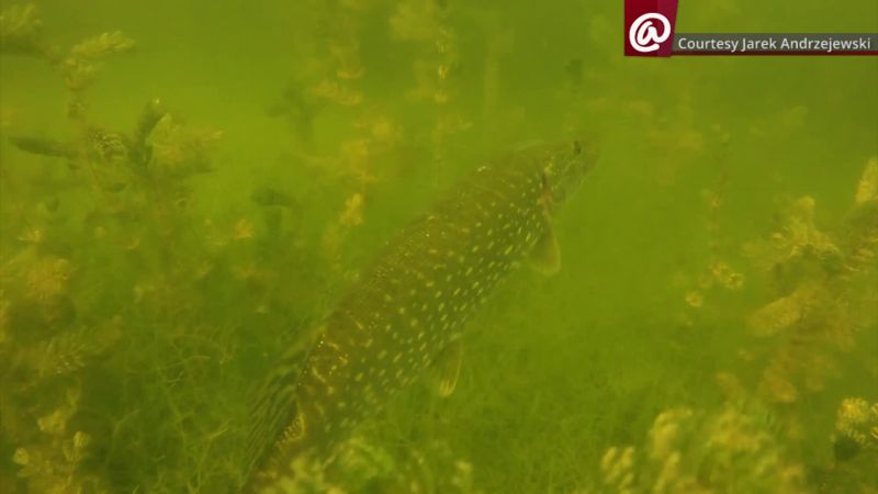 TVW @ Large: Aquatic Invasive Predator - Northern Pike - TVW